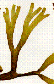 LECCIONES HIPERTEXTUALES DE BOTÁNICA. ORDEN DICTYOTALES