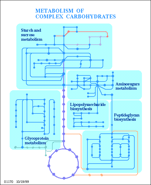 KEGG: Metabolism of complex carbohydrates - Standard metabolic pathway