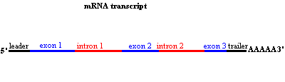 Splicing of Eukaryotic mRNA