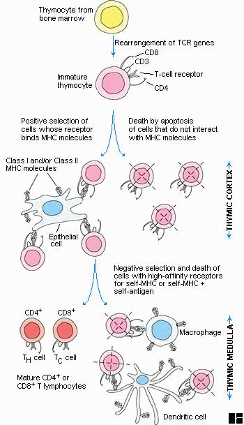 T Cell Maturation