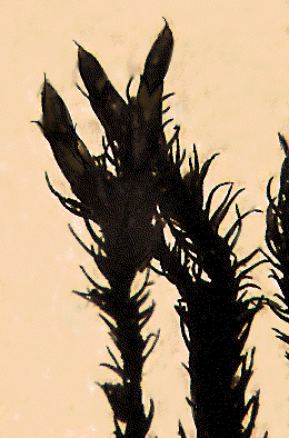 BRYOPHYTES: Andreaea