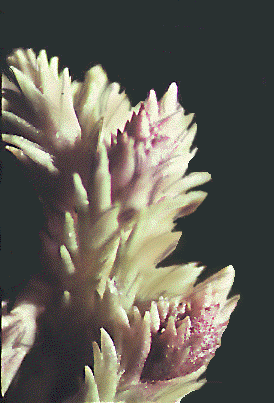 BRYOPHYTES: Sphagnum