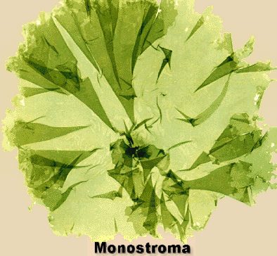 Chlorophyta-6