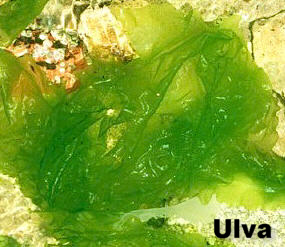 Chlorophyta-6