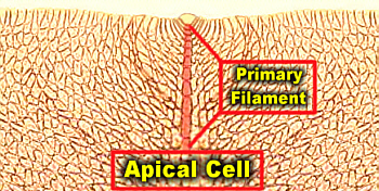 Growth Forms in the Florideophyciae