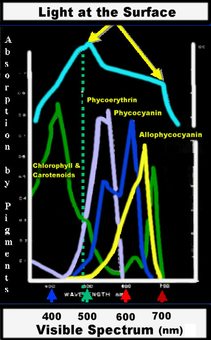 RhodophytaReefs-2